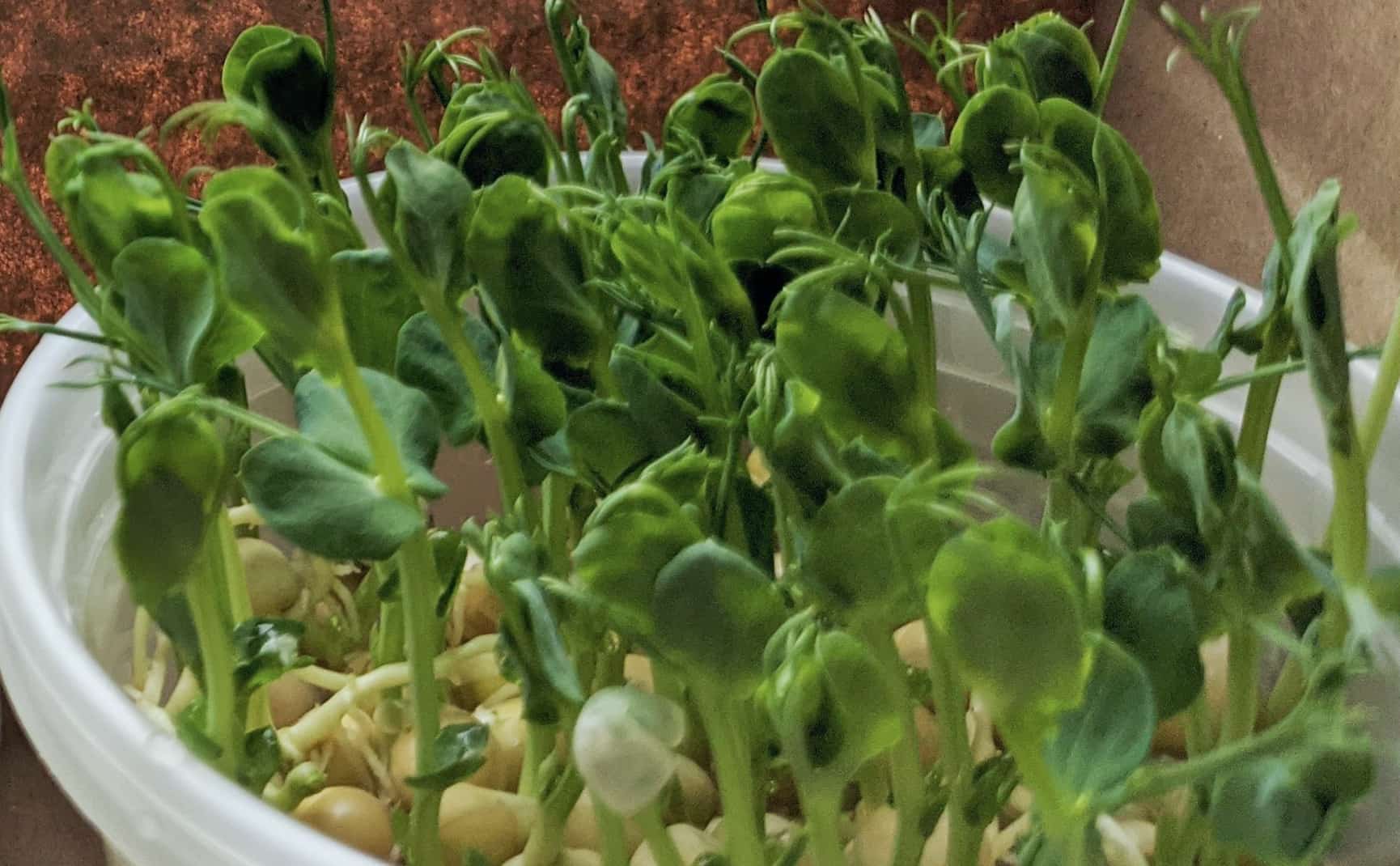 Growing Greens at Home: Pea Shoots